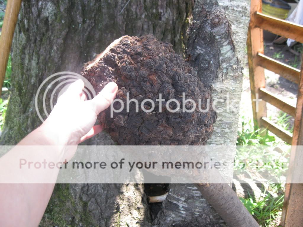 Rare Wood Burrell For Carving Wood Crafts Photo by erdar911 | Photobucket