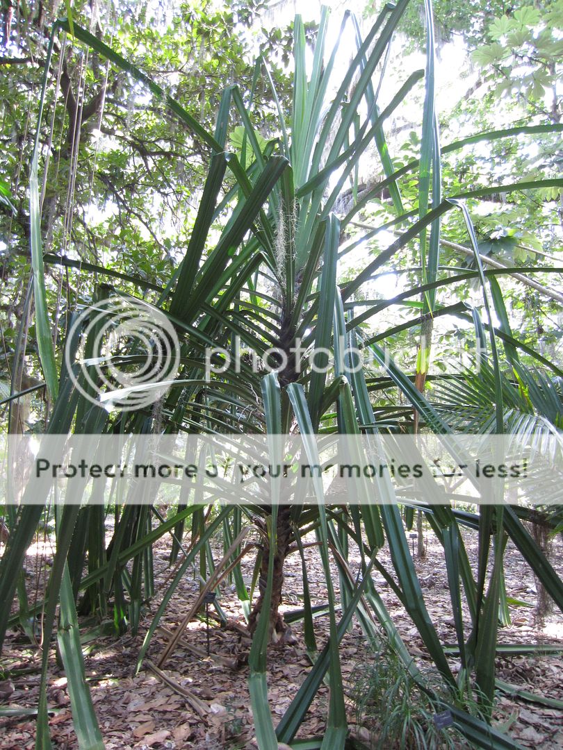 Pandanus monotheca - TROPICAL LOOKING PLANTS - Other Than Palms - PalmTalk