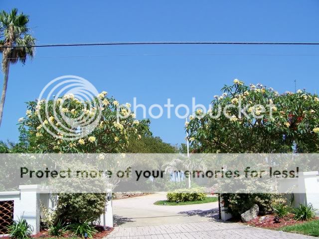 tender palms and tropicals growing on south Merritt Island,FL ...