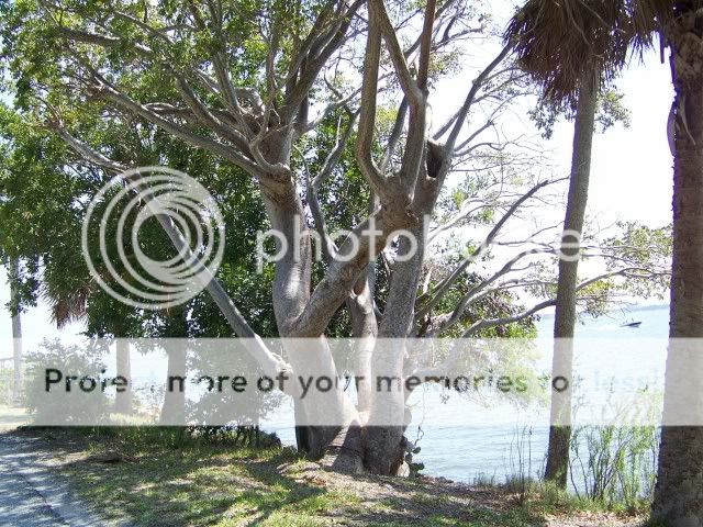 tender palms and tropicals growing on south Merritt Island,FL ...