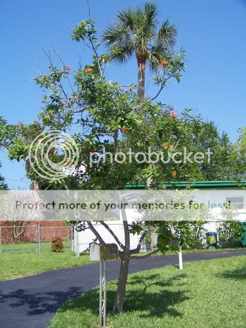 tender palms and tropicals growing on south Merritt Island,FL ...