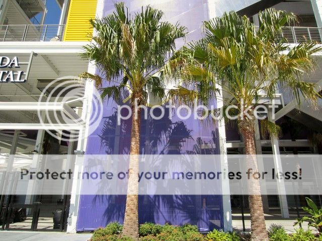 nice public planting of Livistona nitida - DISCUSSING PALM TREES ...