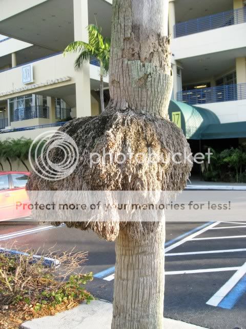 odd aerial root mass on trunk of Washingtonia robusta - DISCUSSING PALM ...