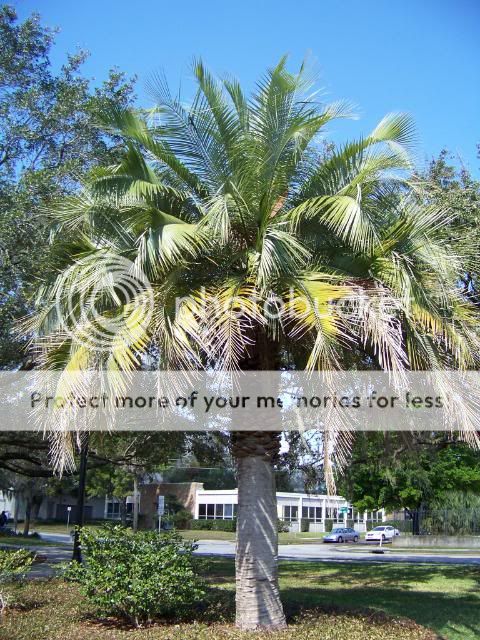 Butia X Jubaea revisited in downtown Orlando - DISCUSSING PALM TREES ...