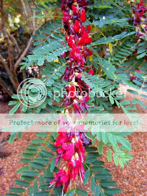 Poitea carinalis (Sabinea)- Caribwood Tree - TROPICAL LOOKING PLANTS ...