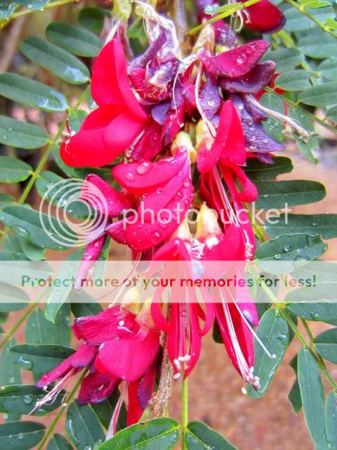 Poitea carinalis (Sabinea)- Caribwood Tree - TROPICAL LOOKING PLANTS ...