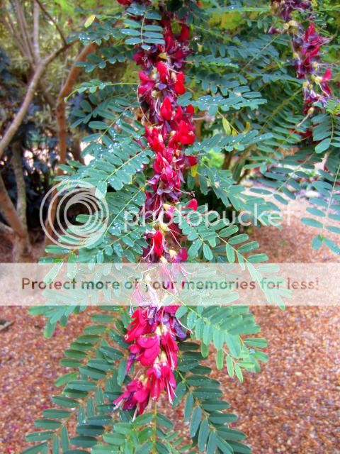 Poitea carinalis (Sabinea)- Caribwood Tree - TROPICAL LOOKING PLANTS ...