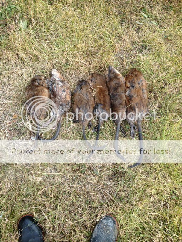 Canadian Trappers Talk Forum • View topic - Muskrat Trapping in open water